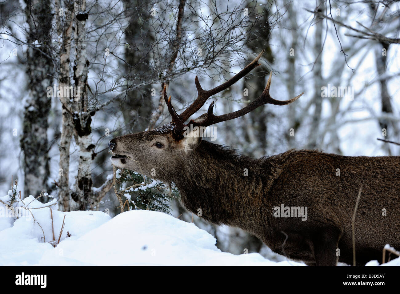 Birch trees with deer hi-res stock photography and images - Alamy
