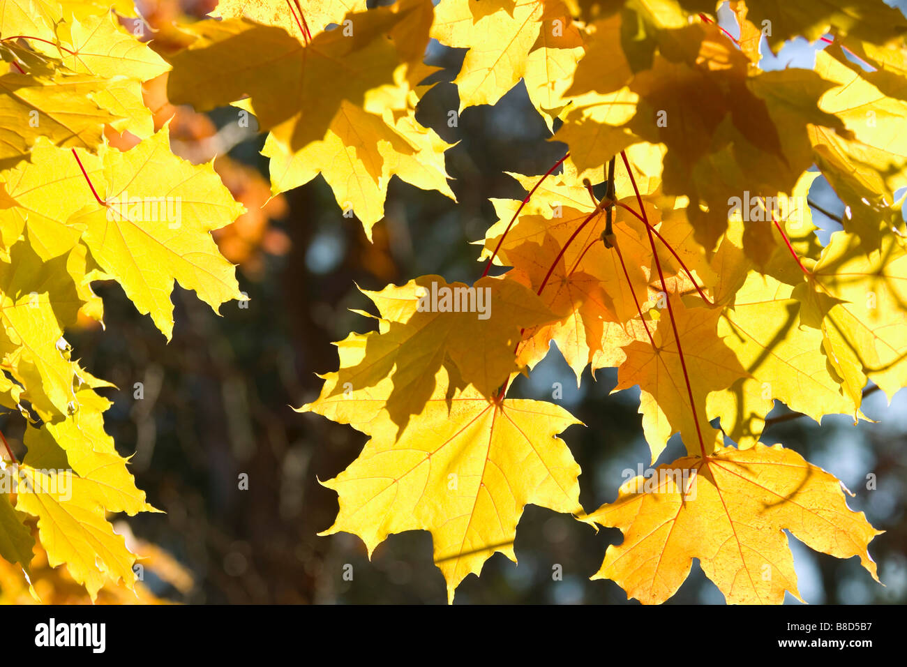 Yellow Autumn Leaves Stock Photo - Alamy