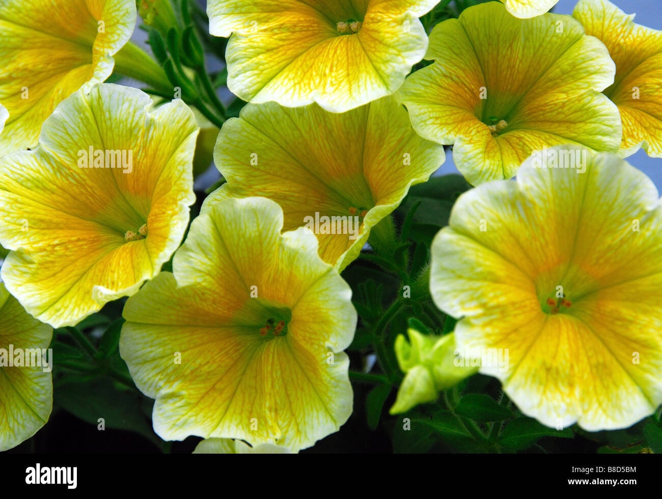 Potted petunias hi-res stock photography and images - Alamy