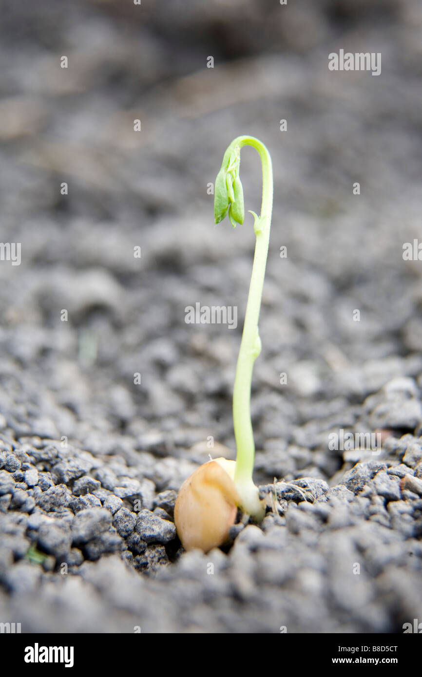 Seed Gravel Sprouting Stock Photo - Alamy