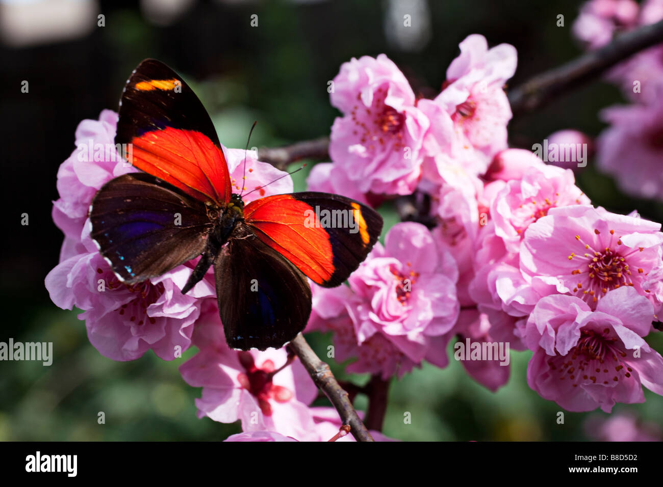 Cherry Blossom Animals And Pests
