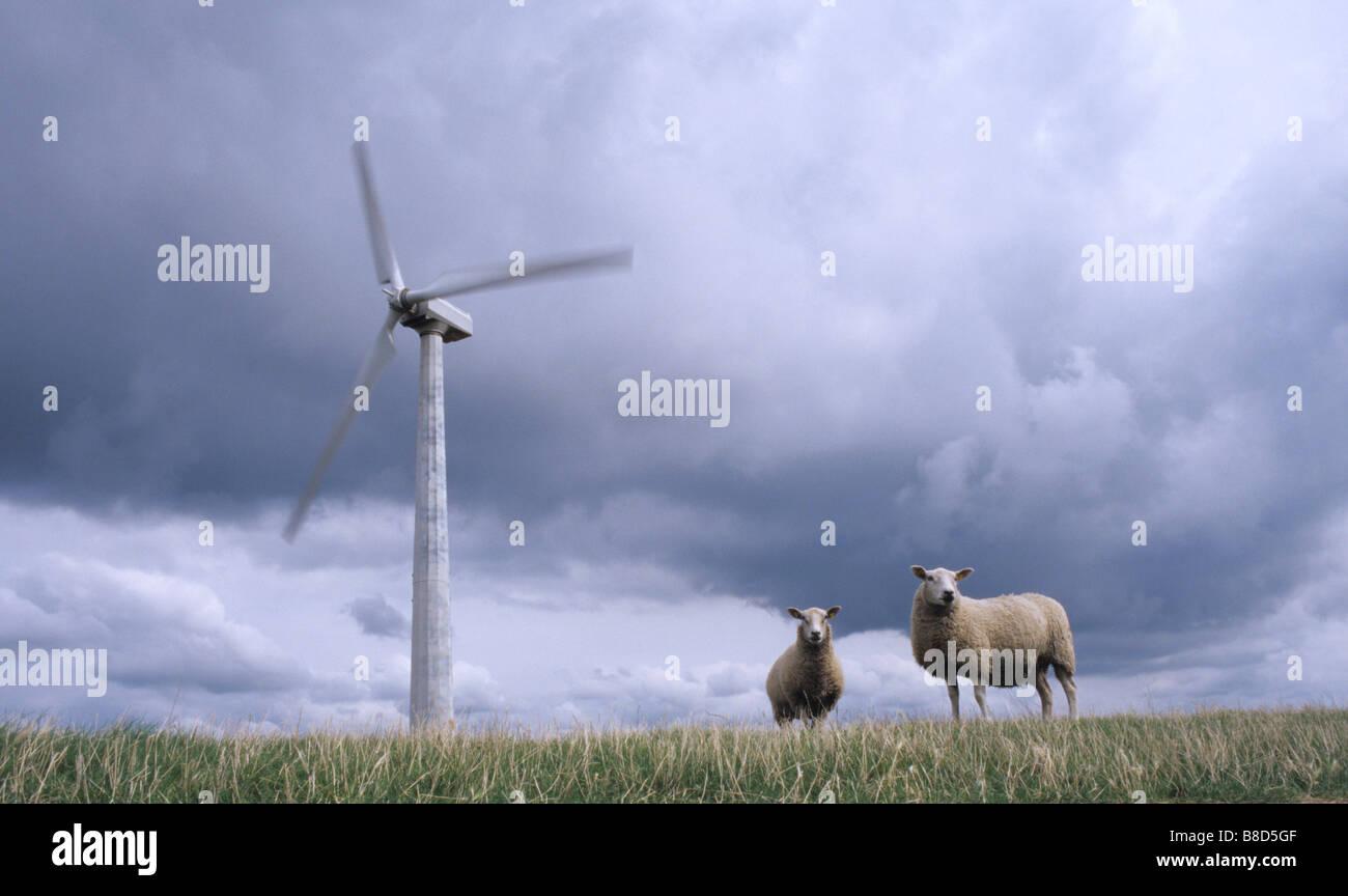 Wildlife near wind turbines hi-res stock photography and images - Alamy