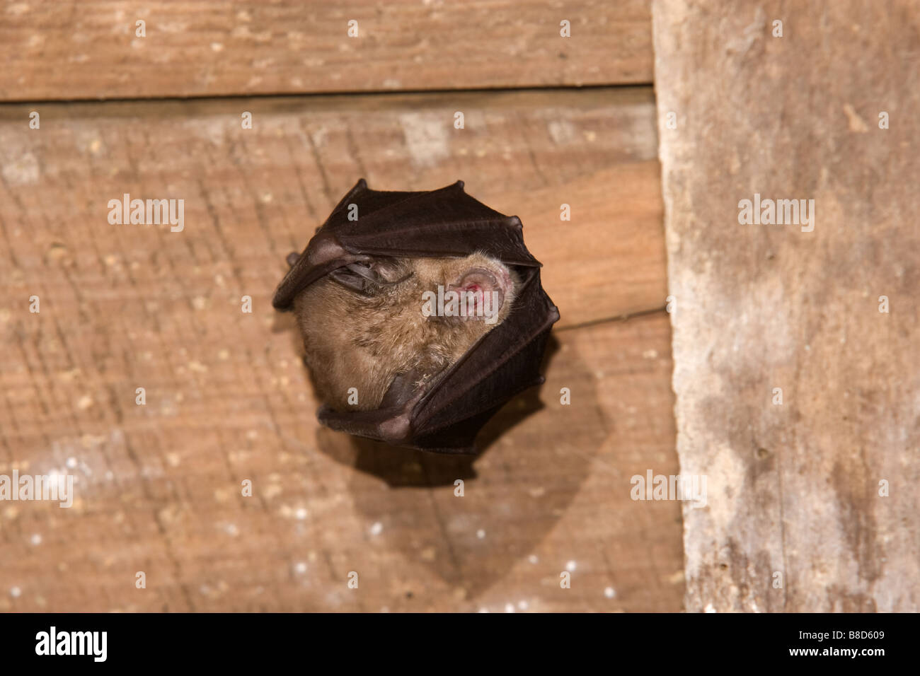 Rhinolophus bat hi-res stock photography and images - Alamy