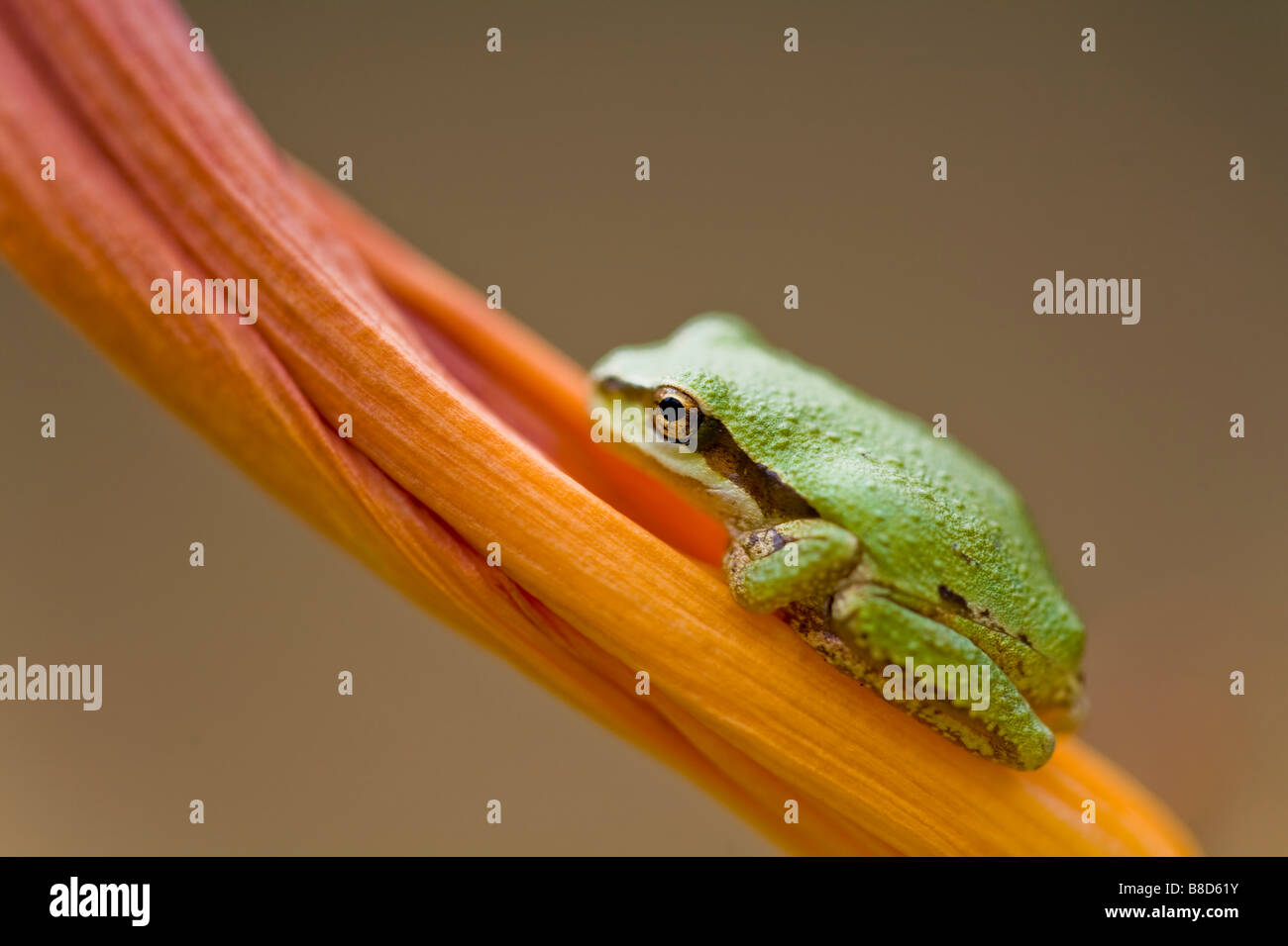 Pacific Treefrog (Hyla regilla) flower to show scale, British Columbia ...