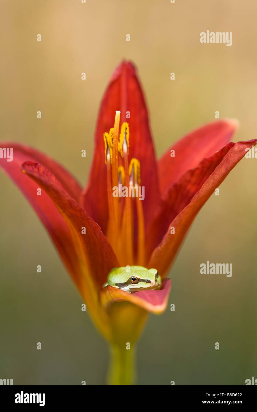 Hyla regilla hi-res stock photography and images - Alamy