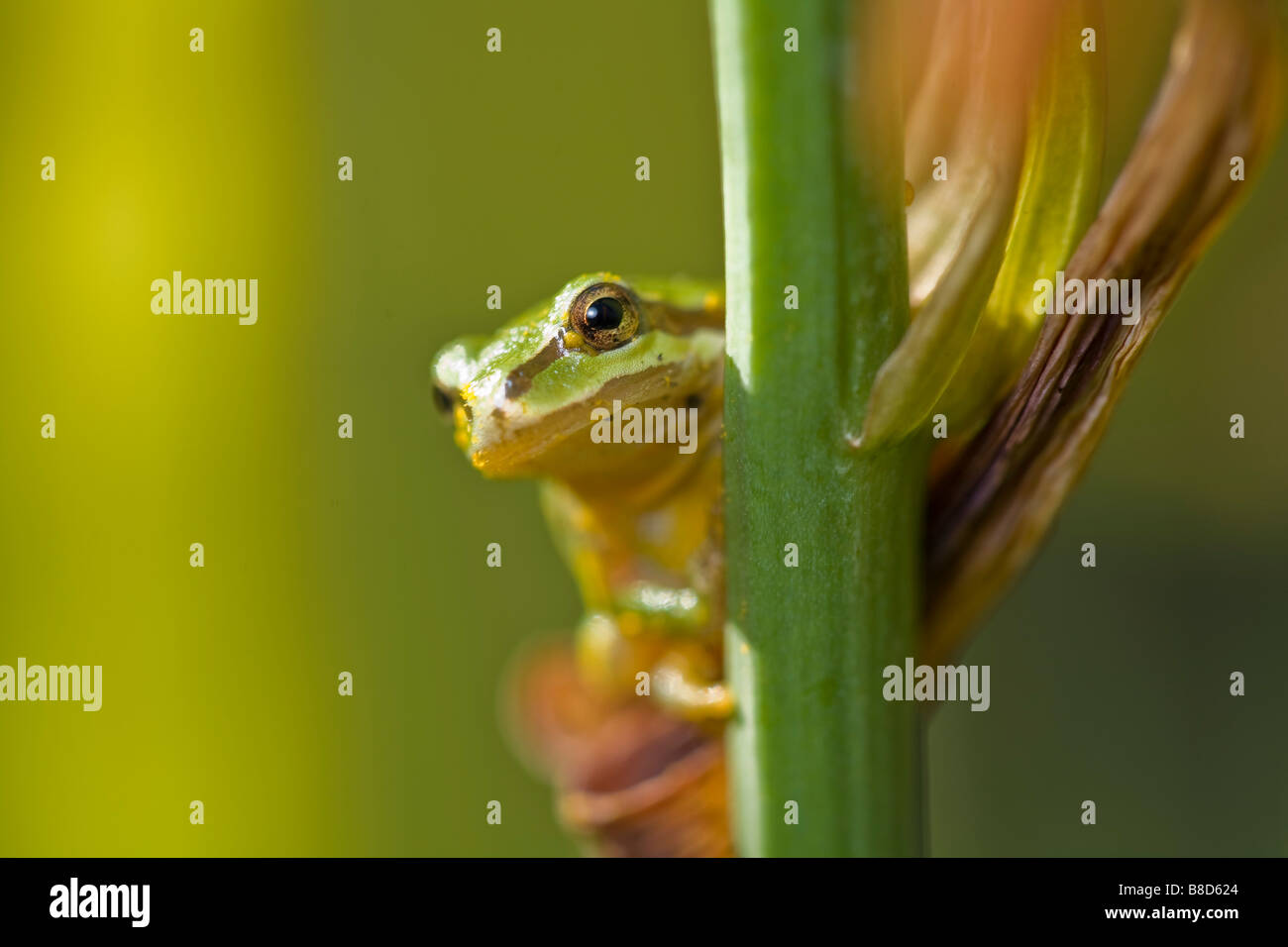Hyla regilla hi-res stock photography and images - Alamy