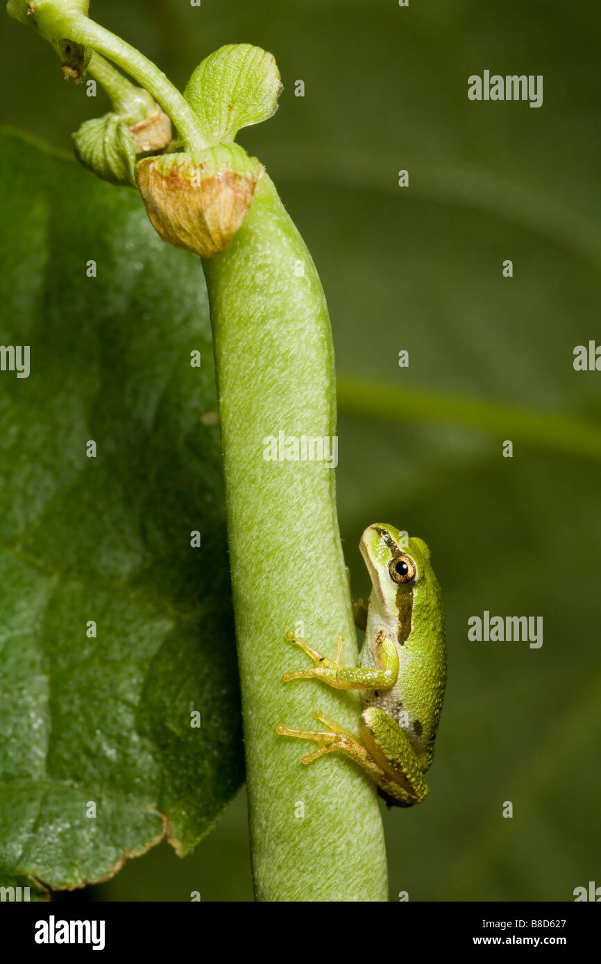 Pacific Treefrog (Hyla regilla), plant to show scale, British Columbia ...