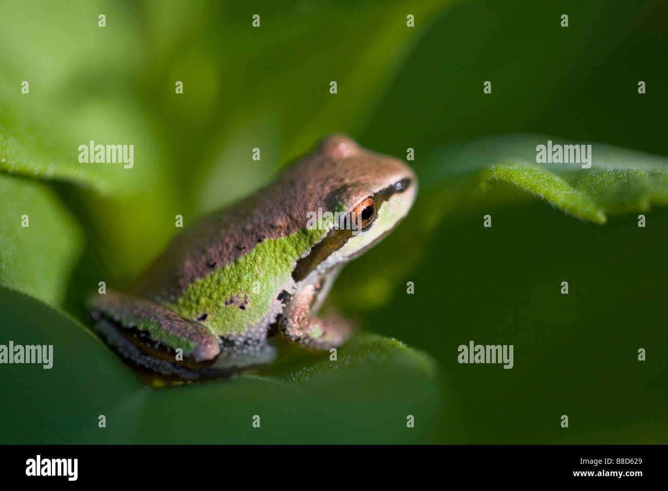 Pacific Treefrog (Hyla regilla), British Columbia Stock Photo - Alamy