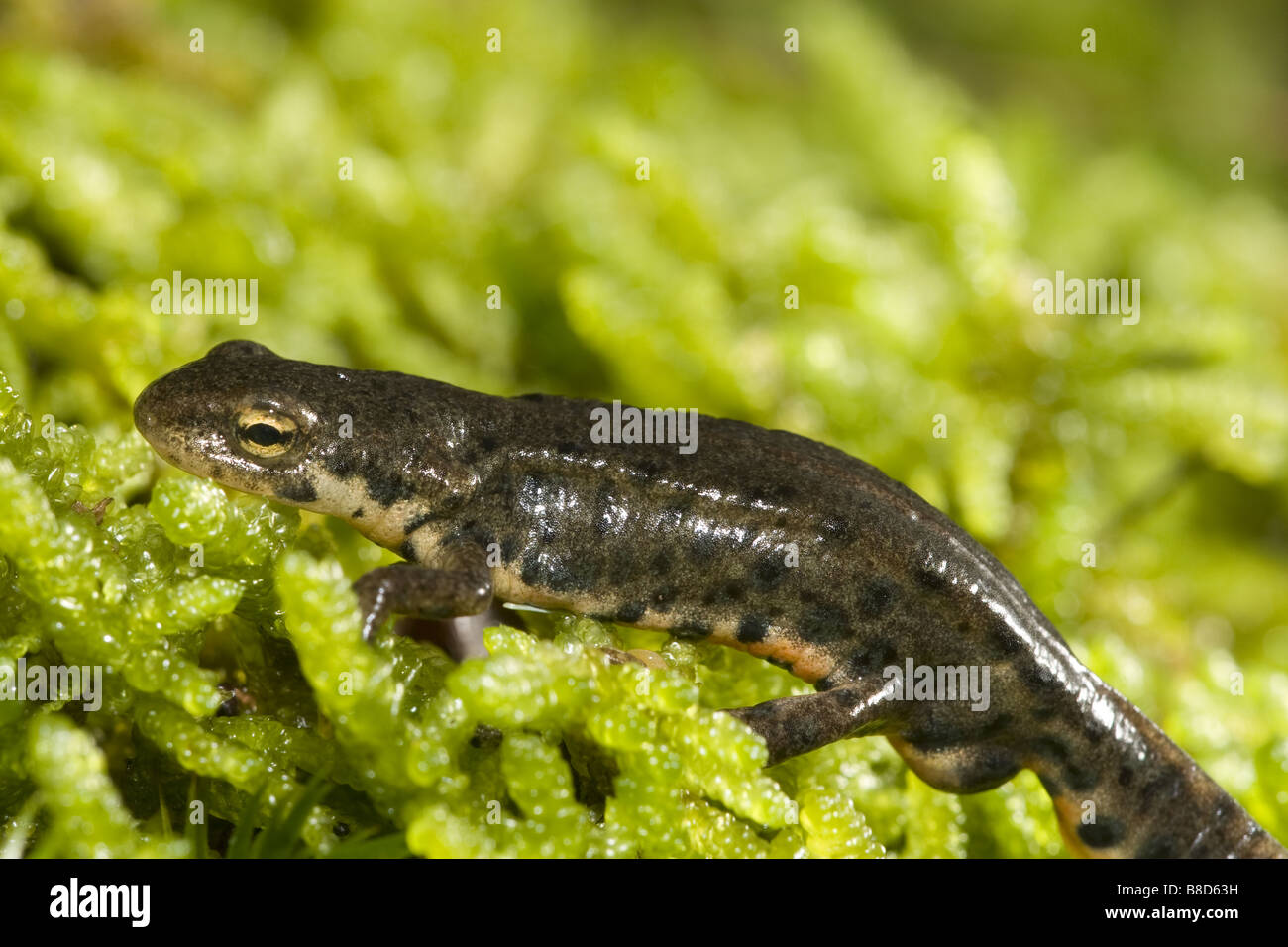 Boscas newt triturus boscai hi-res stock photography and images - Alamy