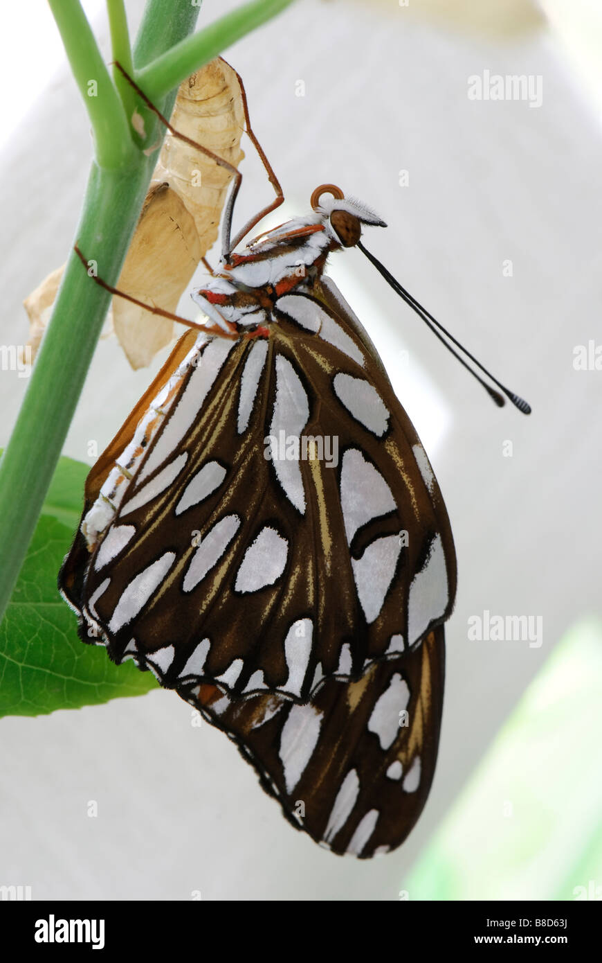 Pupal casing hi-res stock photography and images - Alamy