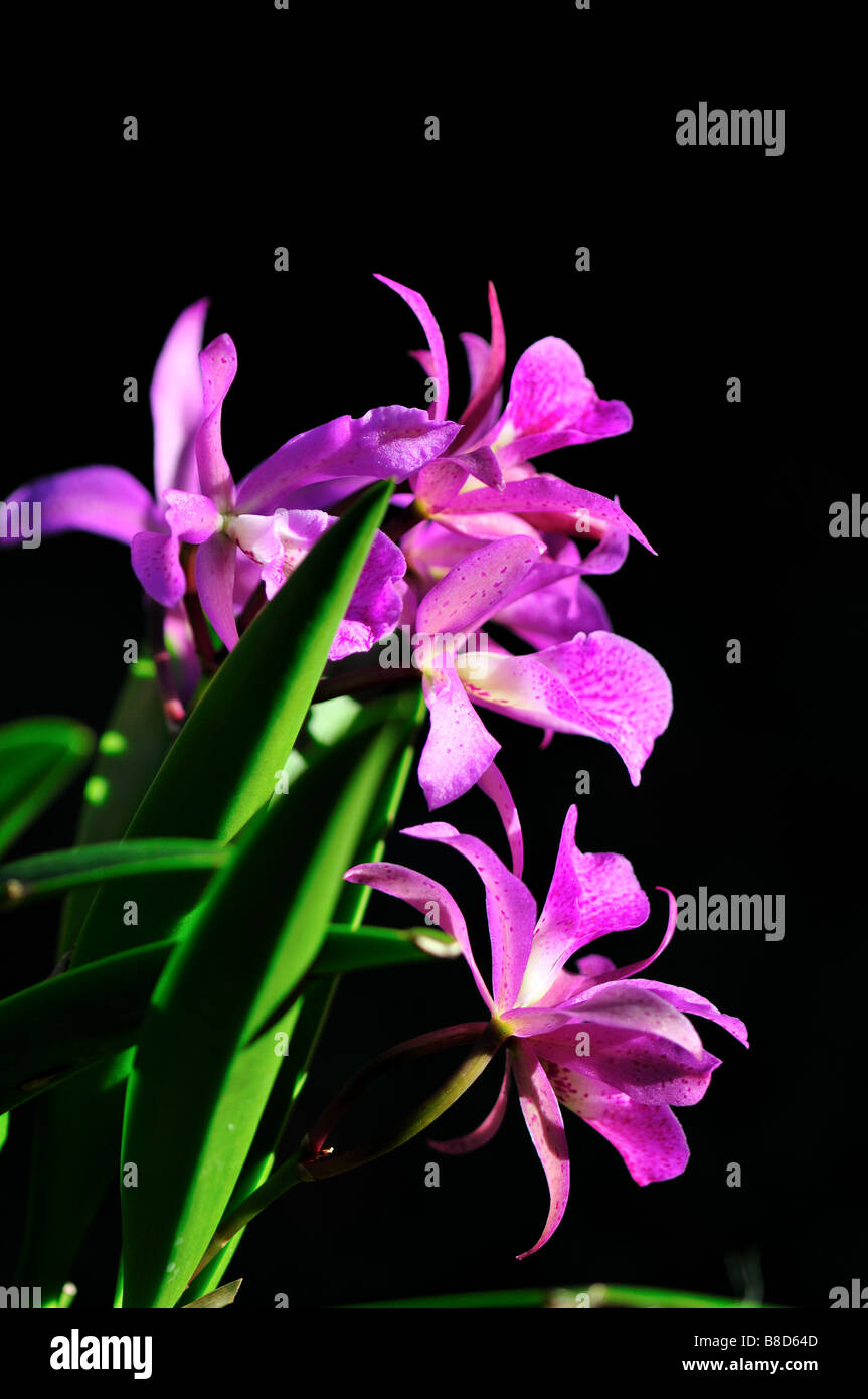 Maikai hi-res stock photography and images - Alamy