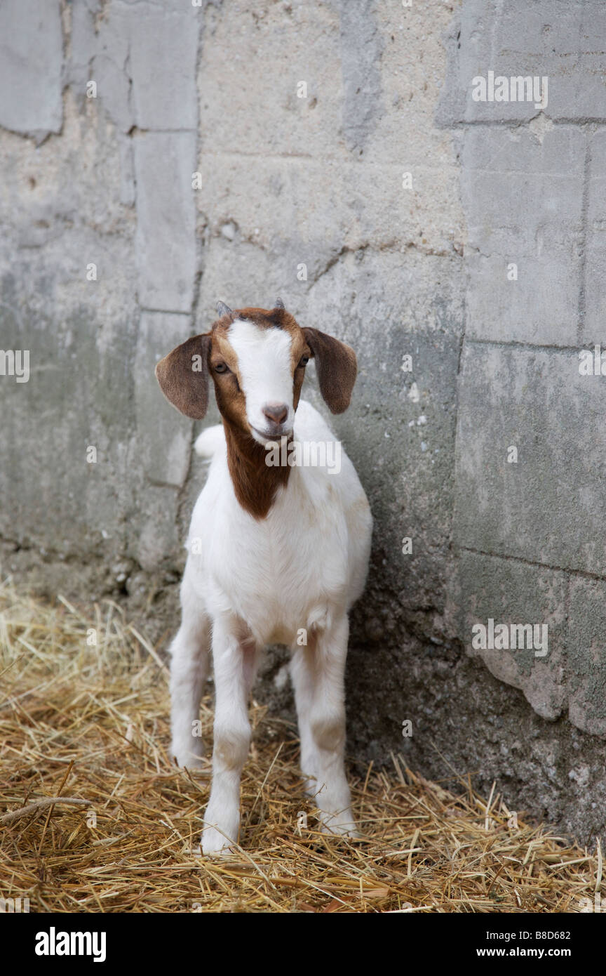 Goat Standing Hay Stock Photo - Alamy