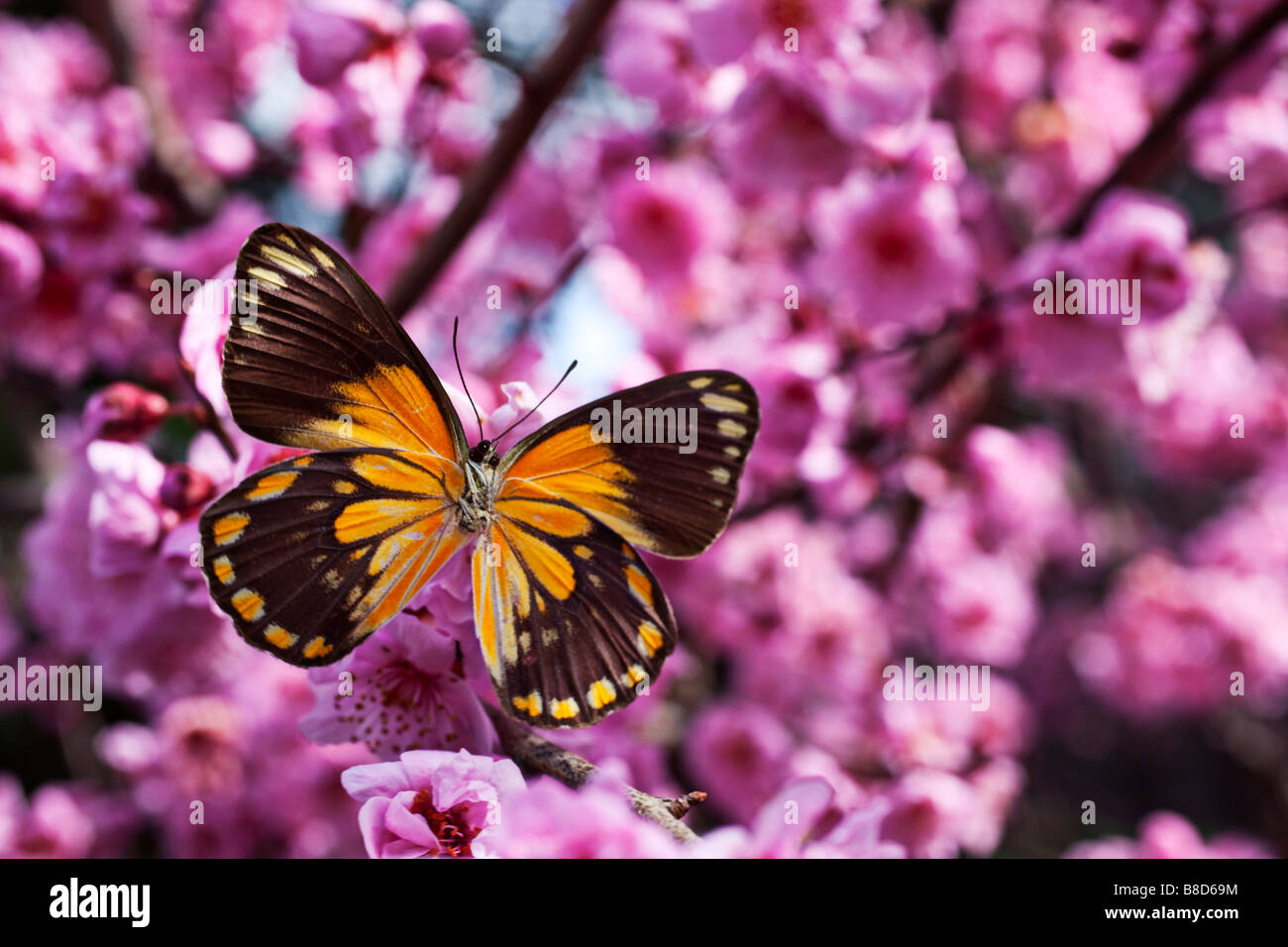 Branch butterfly hi-res stock photography and images - Alamy