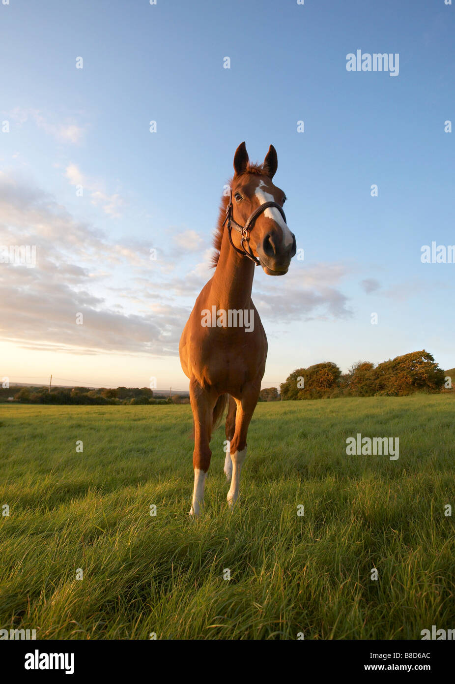 Chestnut horse hi-res stock photography and images - Alamy