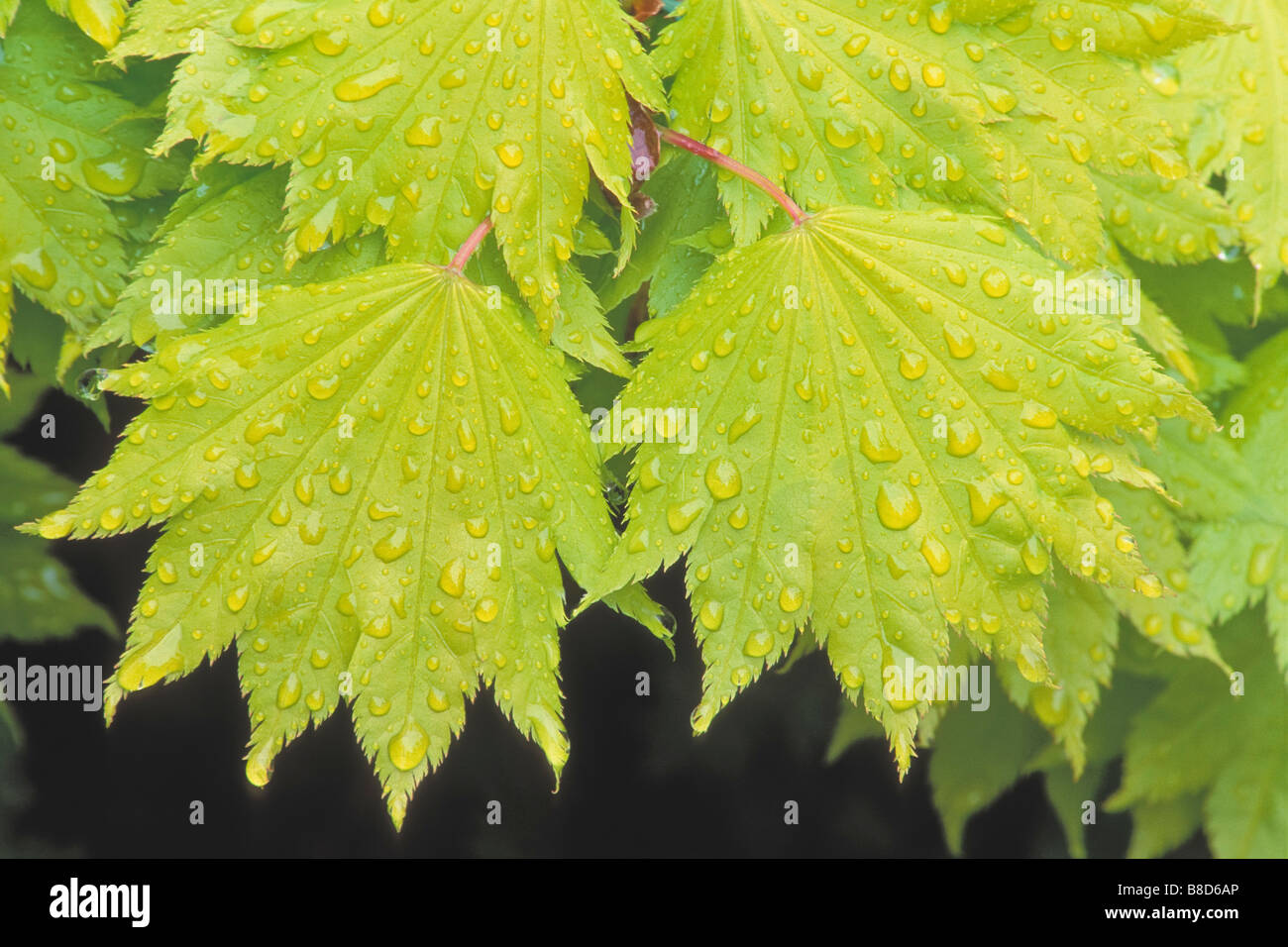 Rain Drop Spring Leaves, Golden Full Moon Maple, (Acer shirasawanum ...