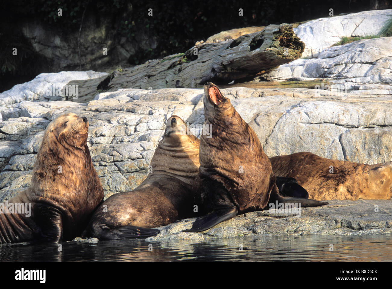 Male Sea Lion Colony, Gillard Island, British Columbia Stock Photo - Alamy