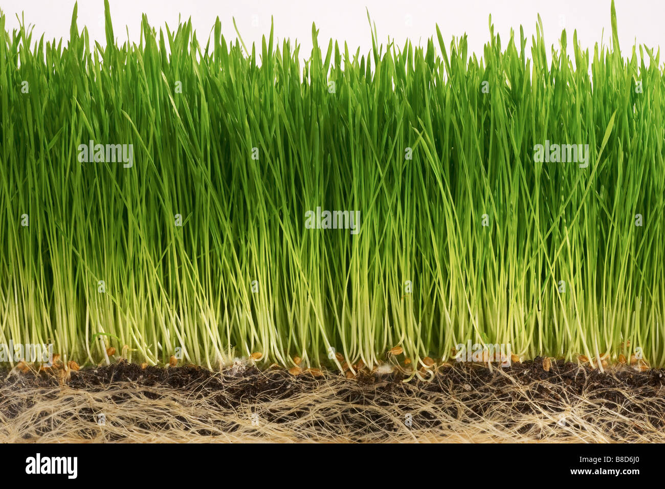 Grass with roots hi-res stock photography and images - Alamy