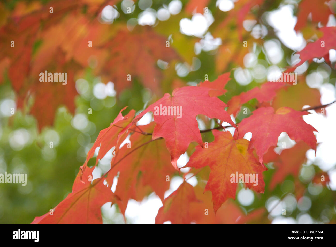 Maple Leaves Autumn Stock Photo - Alamy