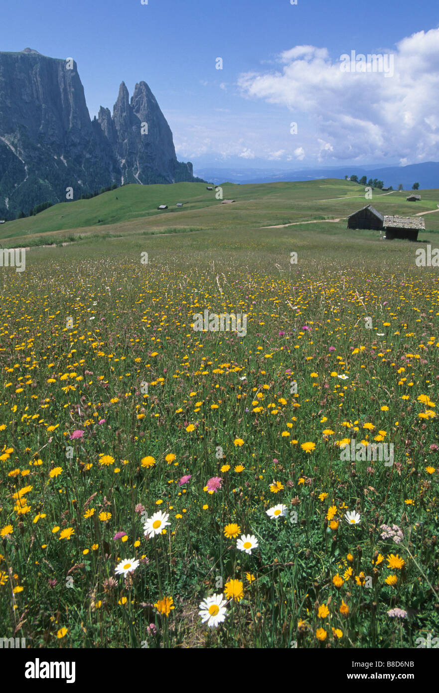 Elk176 1997v Italy Dolomites Alpe di Susi Seiser Alm alpine meadow ...