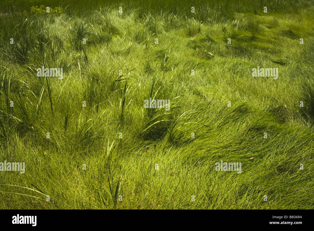 Summer Coastal Marsh Grasses, Cole Harbour heritage Provincial Park ...