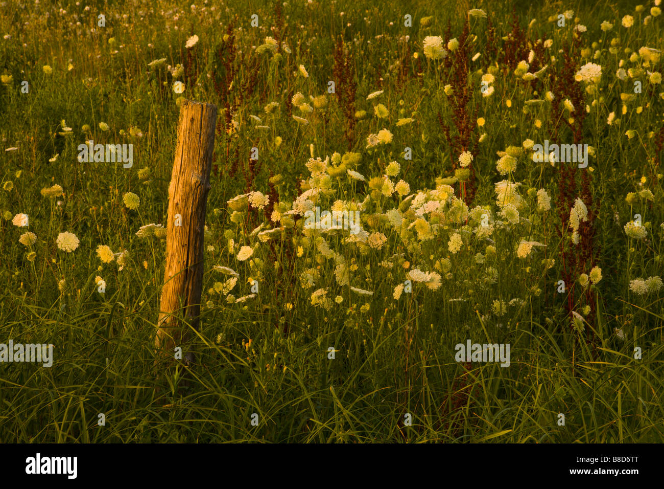 Fence Post, Sheep-Sorrel Queen Anne's Lace Wildflowers, New Minas, Nova ...