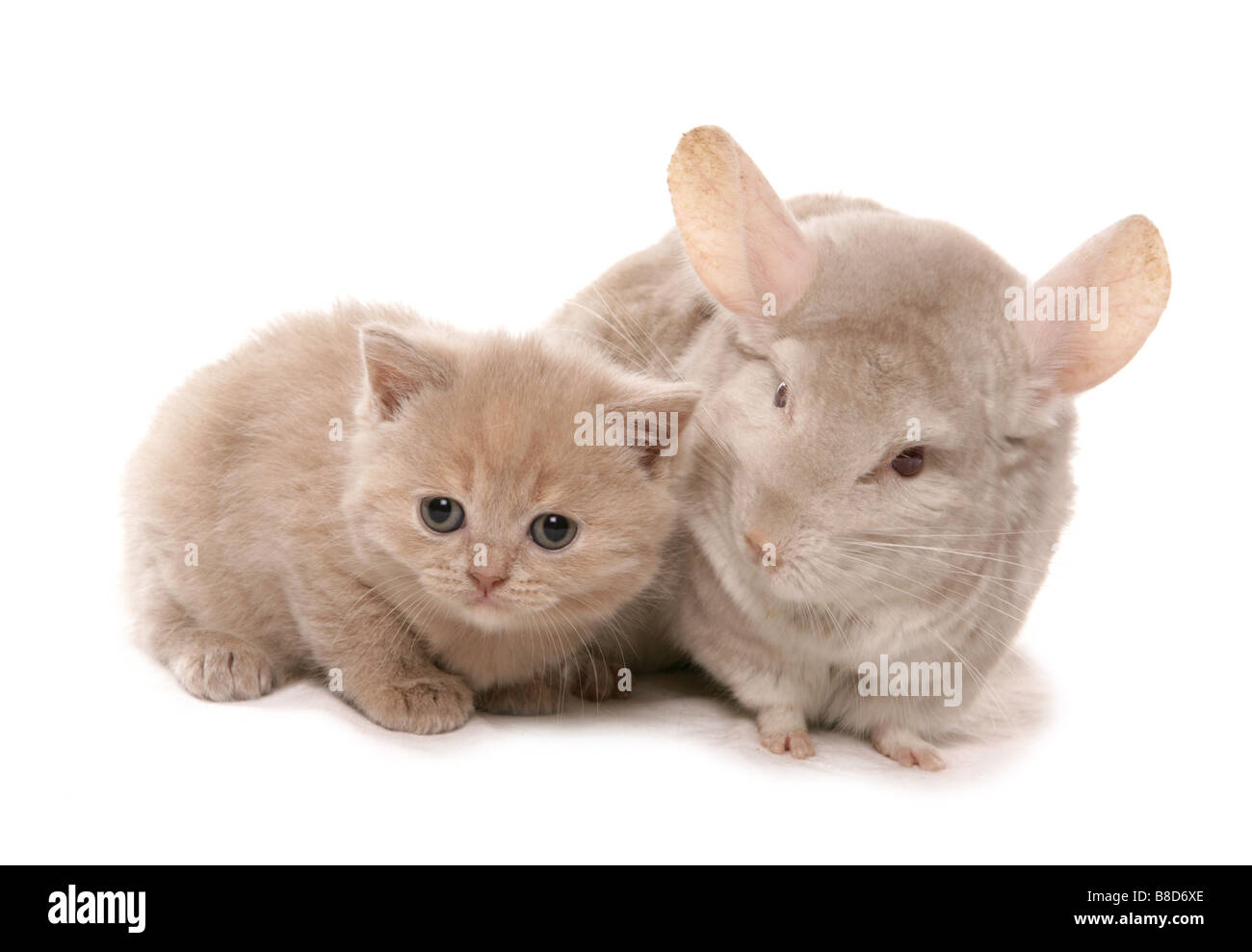 Albino Chinchilla with kitten Sitting Studio Stock Photo - Alamy