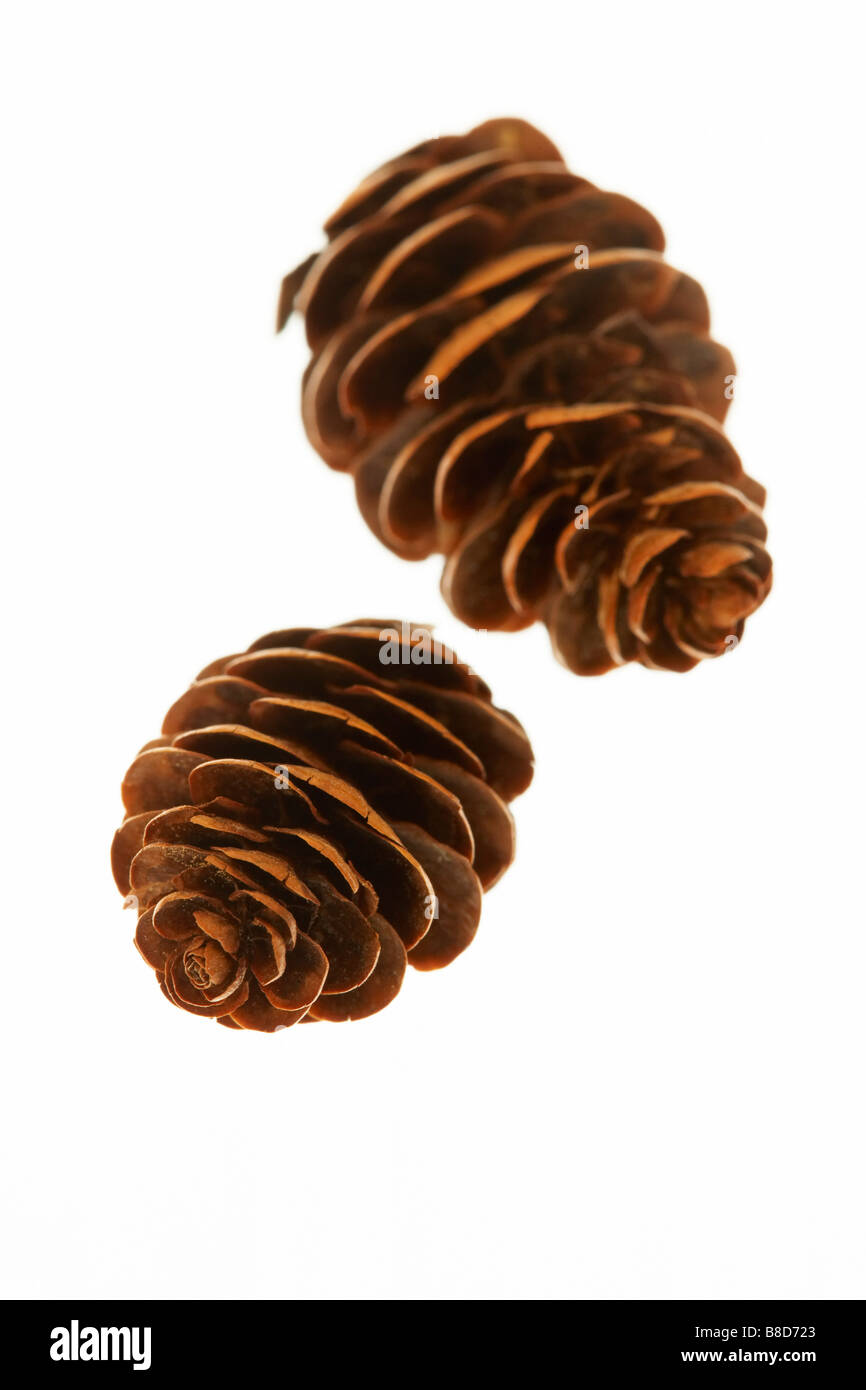 Two Pine Cones Stock Photo - Alamy