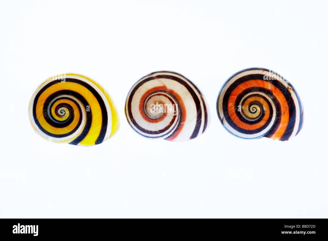Colourful background shells hi-res stock photography and images - Alamy