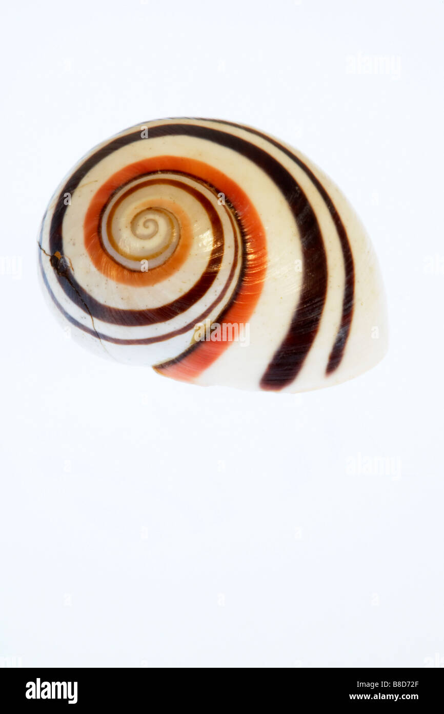 Single spiral shell hi-res stock photography and images - Alamy