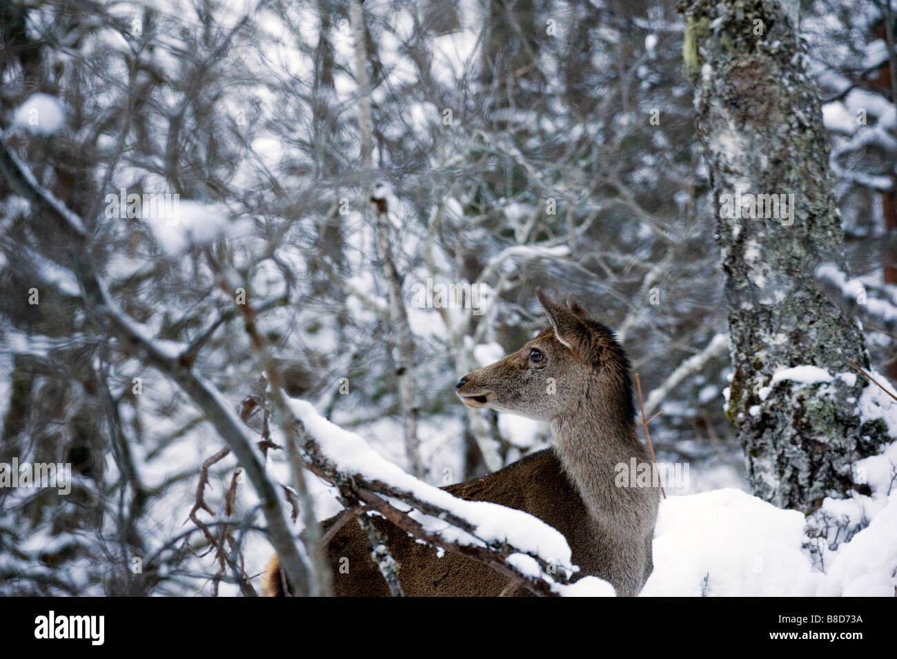 Birch trees with deer hi-res stock photography and images - Alamy