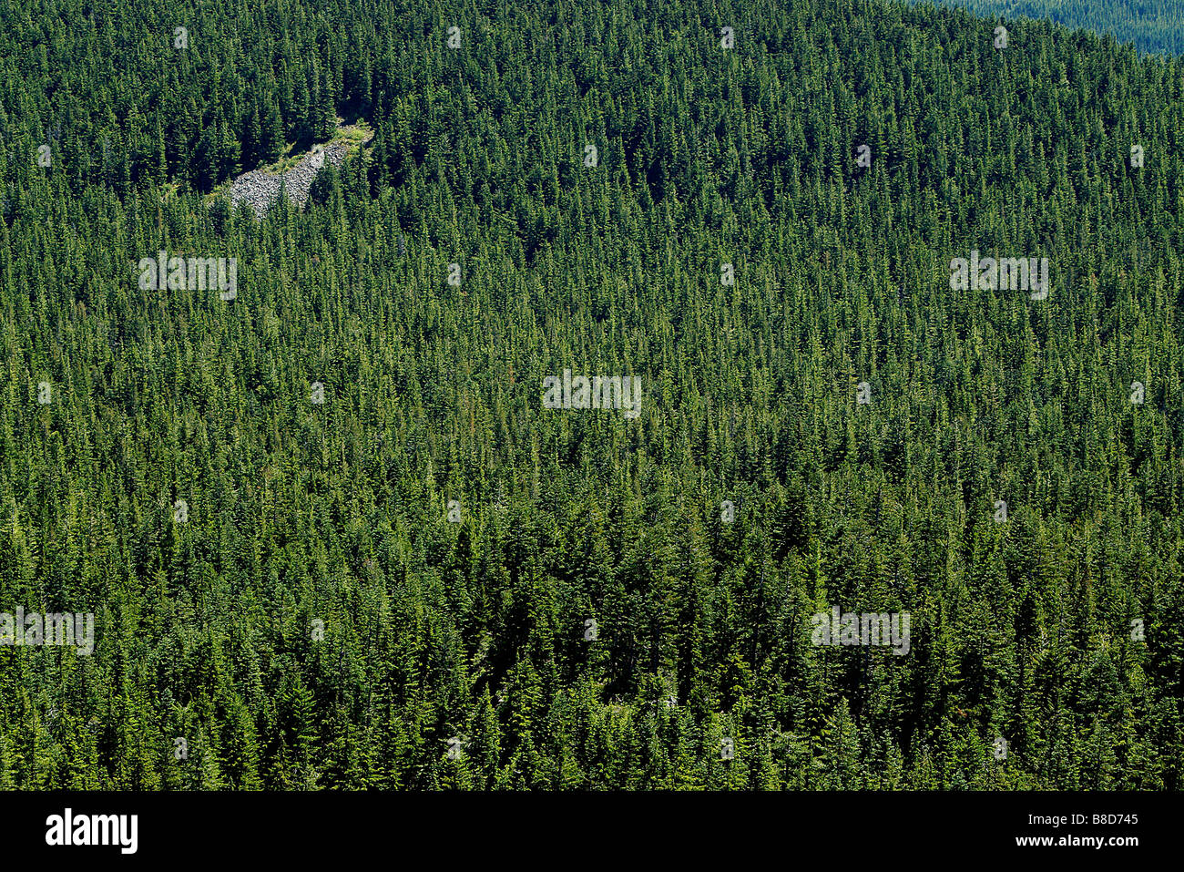 Douglas Fir Forest, Hood River, Oregon Stock Photo - Alamy