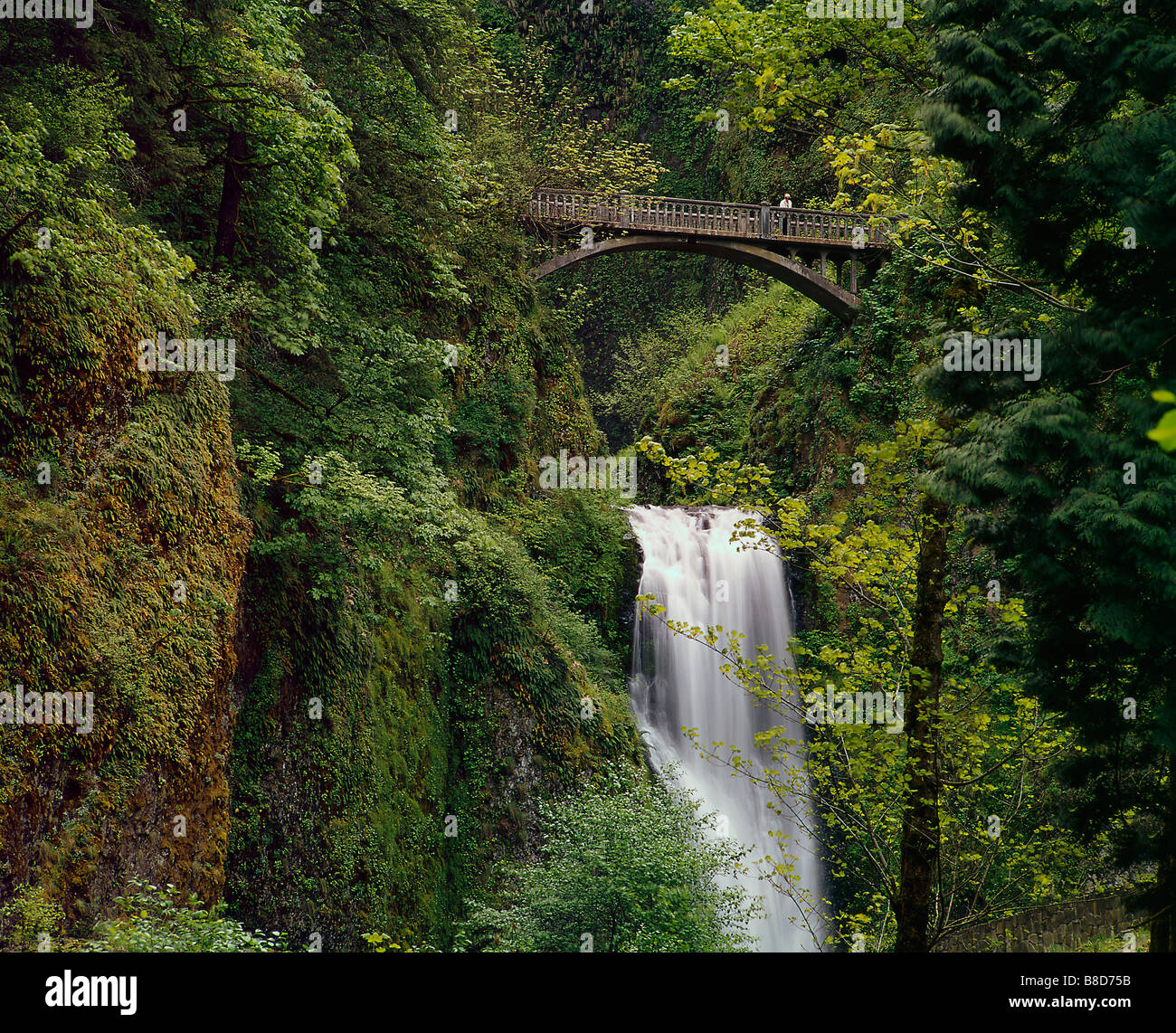 Lower Multnomah Falls, Columbia Gorge, Oregon Stock Photo - Alamy