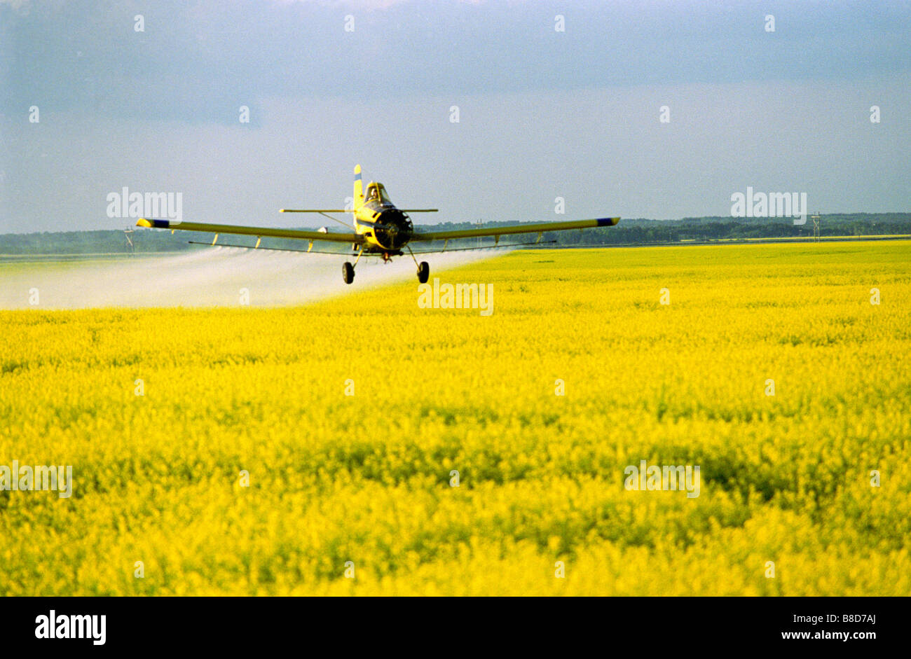 Plane Spraying Fungicide Canola Crop, Poplar Point, Manitoba Stock ...