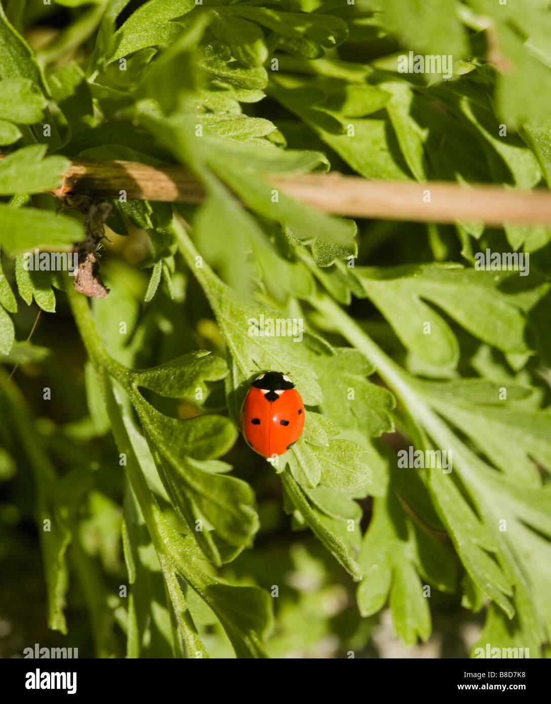 British bug hi-res stock photography and images - Alamy