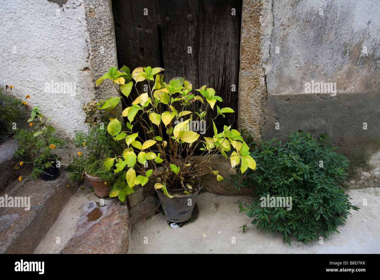 Plants line the cobblestone streets of La Alberca in the Sierra de ...