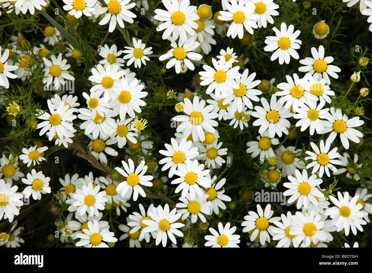 Wild chamomile hi-res stock photography and images - Alamy