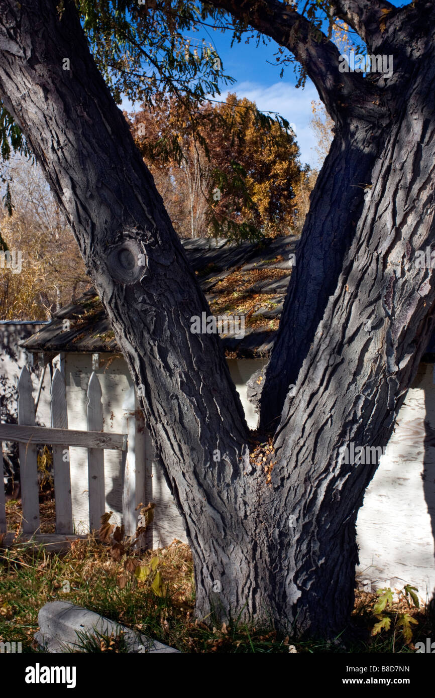 Honey locust tree hi-res stock photography and images - Alamy