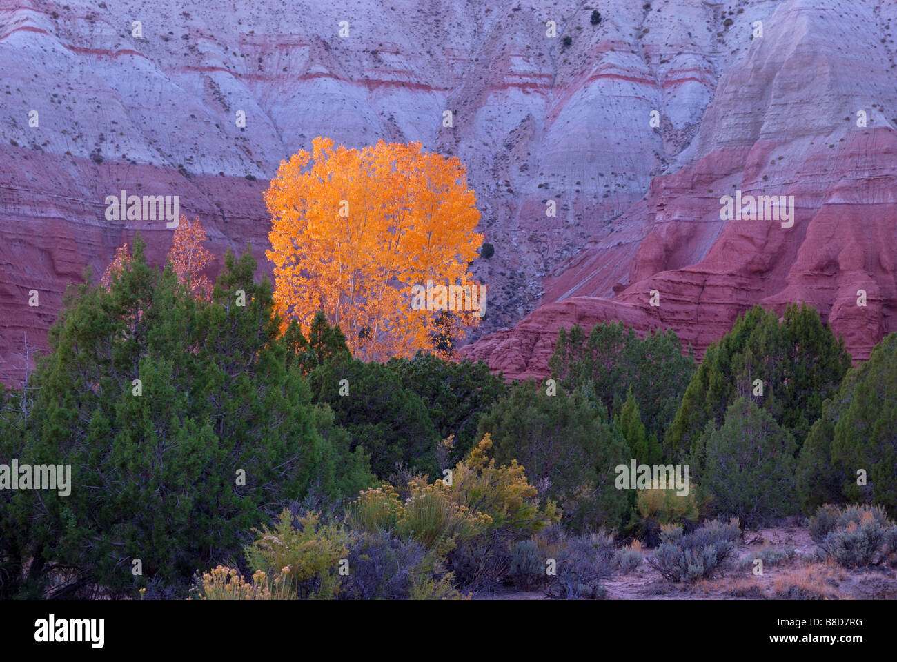 Bright yellow Aspen tree at the end of the loop trail in Kodachrome ...