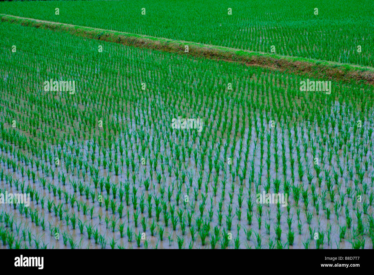 Rice paddy in a field filled with water Stock Photo - Alamy