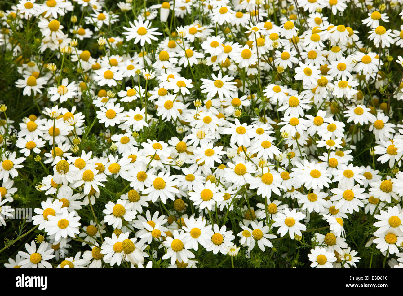 Flowers medicinal chamomile plant hi-res stock photography and images ...