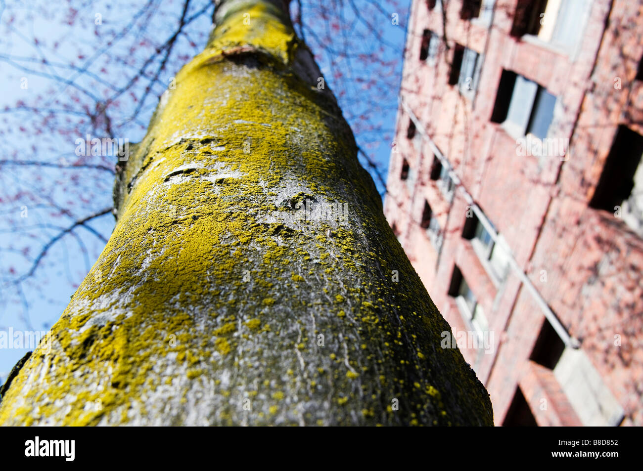 Tree Growth beside Apartment Building Stock Photo - Alamy