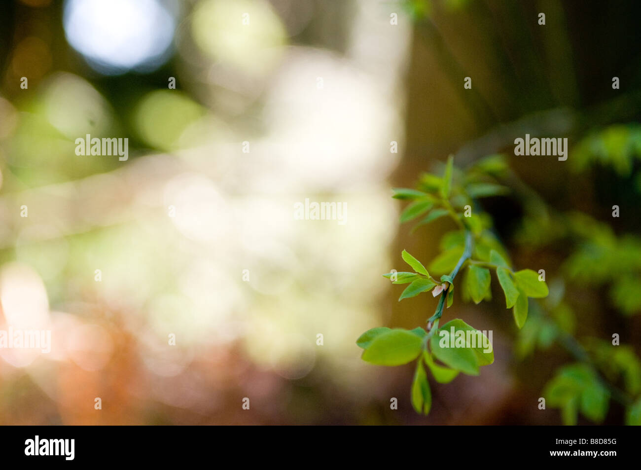 Close up Branch Leaves Stock Photo - Alamy