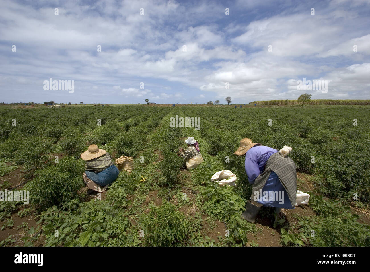 Picking crops hi-res stock photography and images - Alamy