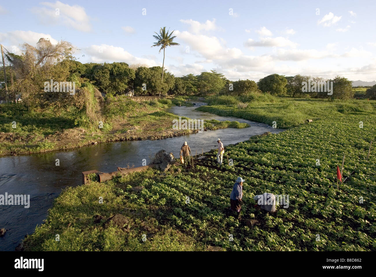 Farmers Picking Crops Peppers, Port Louis, Mauritius Stock Photo - Alamy