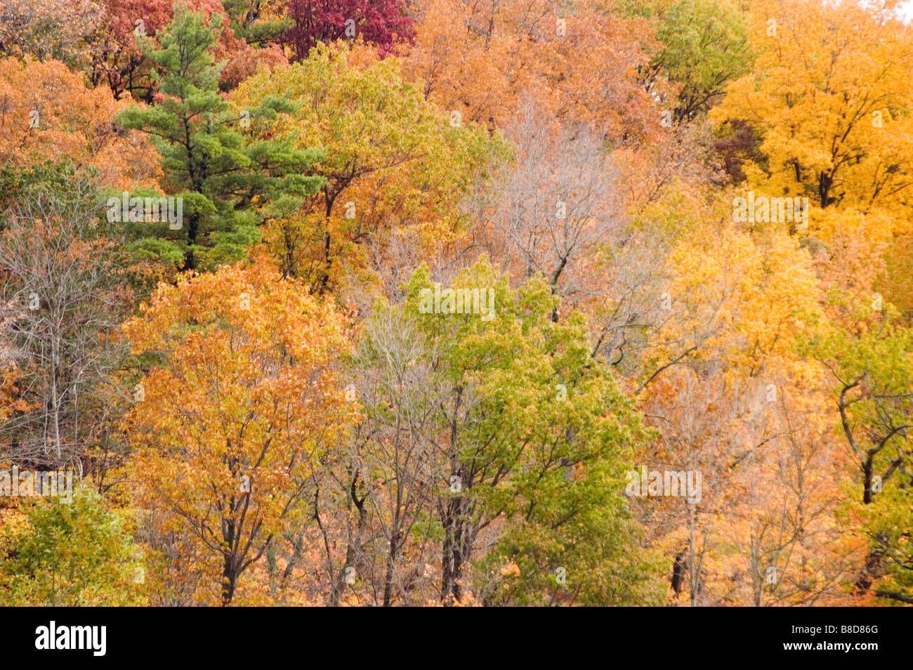 Autumn trees foliage, Ithaca, NY, USA Stock Photo - Alamy