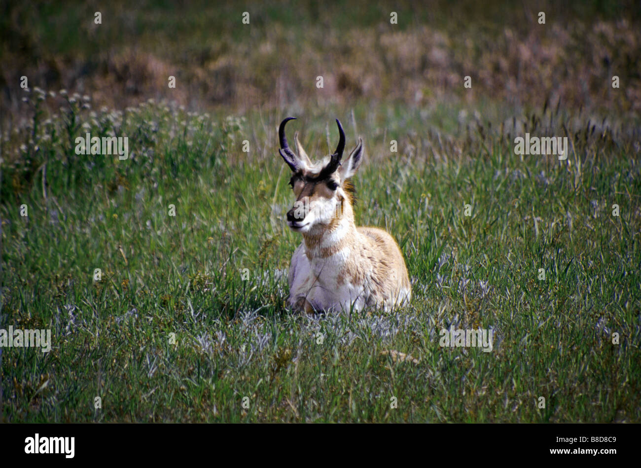 Antelope action shot hi-res stock photography and images - Alamy
