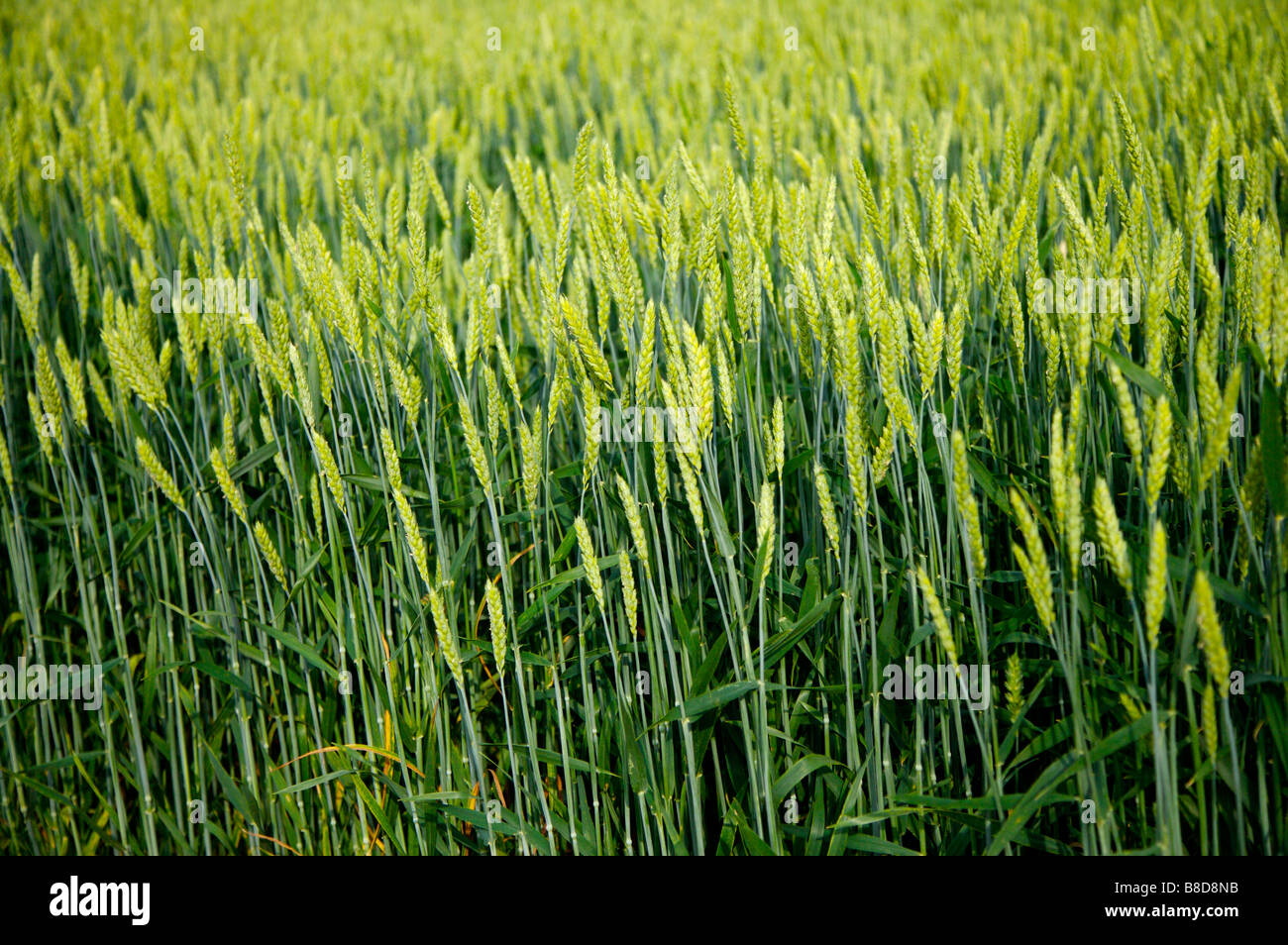 Wheat field spring Stock Photo - Alamy