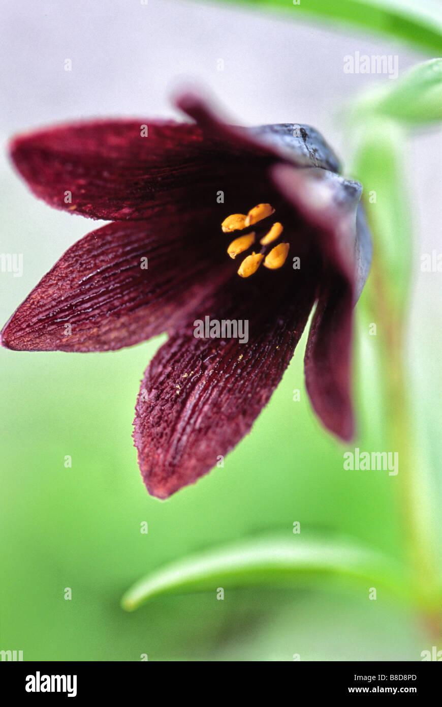 Northern Rice Root (Fritillaria Camschatcensis Stock Photo - Alamy