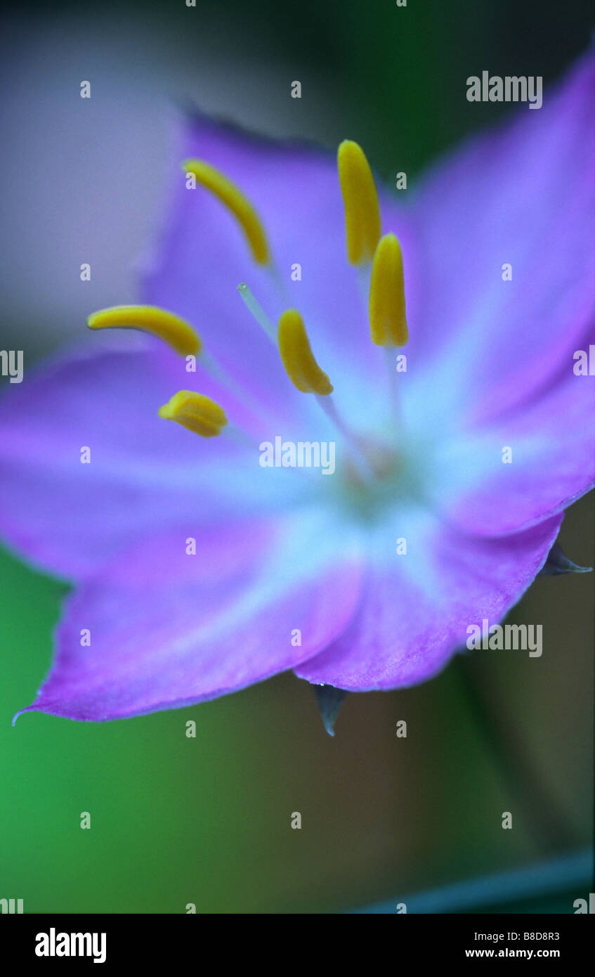 Close Up Flower Stock Photo - Alamy