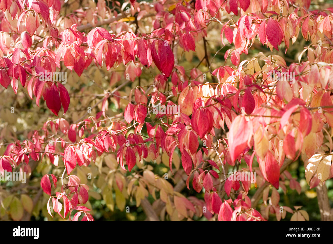 Red purple autumn leaves of Burning Bush or Winged Spindle Euonymus ...